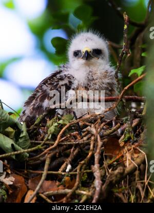 Common Buzzard chick developing in the nest Stock Photo - Alamy