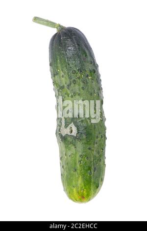 Spoiled cucumber isolated on a white background. Close up image Stock ...