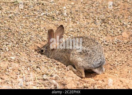 Desert Cottontail, Sylvilagus audubonii, digs a burrow at the Desert ...