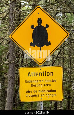 Yellow warning sign TURTLE CROSSING, turtles crossing the beach for ...