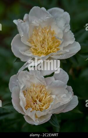 Close-up of white peonies in a spring garden - selective focus Stock ...