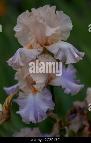 Multicolor lush iris flowers close up Stock Photo - Alamy