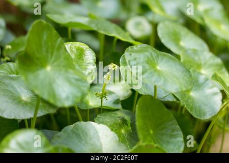 Close up Small flower of Gotu kola tree or Asiatic pennywort or Indian ...