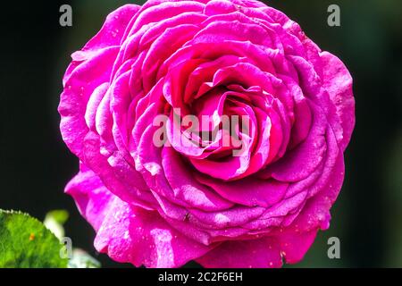 Rose, Rosa 'Stephens' Big Purple' Large blooms Stock Photo - Alamy