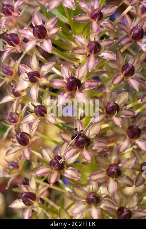 Eucomis at Preen Manor, Church Preen, Shropshire, September Stock Photo ...