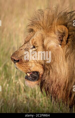 Male lion with blood, bloody face lionclose up portrait Stock Photo - Alamy