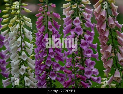 multicolor Digitalis purpurea, the foxglove or common foxglove flowers ...