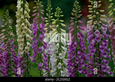 multicolor Digitalis purpurea, the foxglove or common foxglove flowers ...