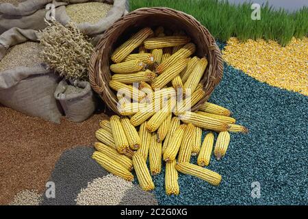 Big Bunch of Yellow Maize Corn Cob Ears Stock Photo - Alamy