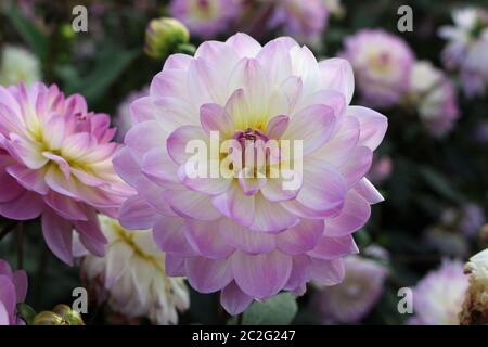 Pink and white dahlia variety Sandia Melody flower with a background of ...