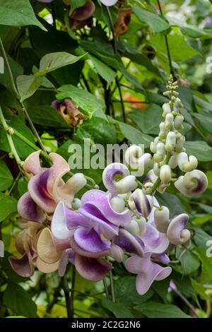 Vigna Caracalla - snail vine Stock Photo - Alamy