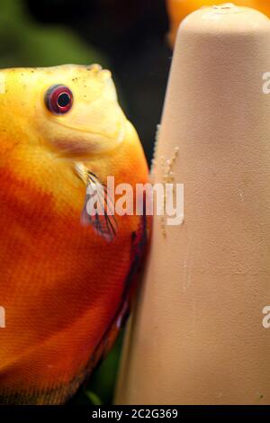 view, portrait of a discus fish spawning on spawning cone Stock Photo ...