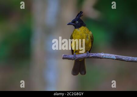 Beautiful bird Black-crested Bulbul , Pycnonotus melanicterus perched ...