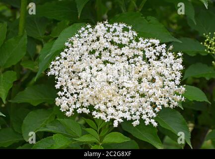 elderflower, black lilac flowers Stock Photo - Alamy