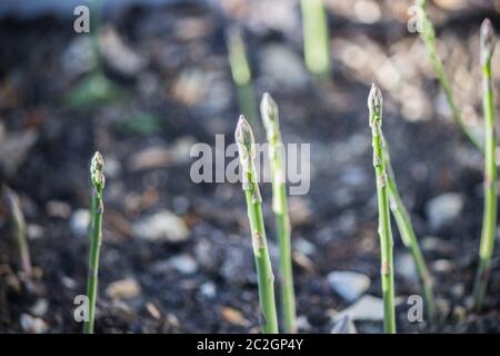 wild asparagus harvested in the woods Stock Photo - Alamy
