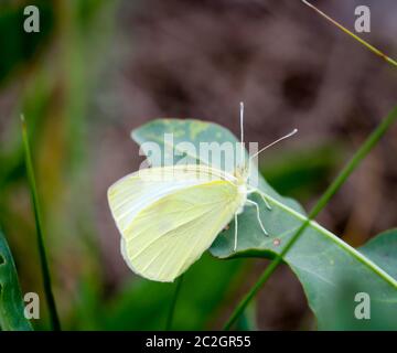 Closeup one lemon-yellow butterfly on purple blooming flower against ...