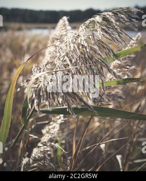 Beautiful cane stalks sway in the wind. Reeds embellish the flora near ...