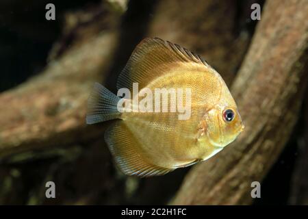 Juvenile Discus fish (genus Symphysodon Stock Photo - Alamy