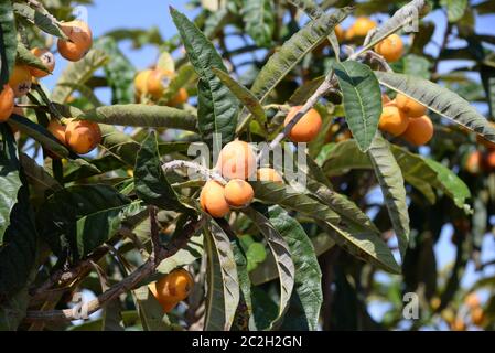 yellow medlars on tree in the province of Valencia, Spain Stock Photo ...