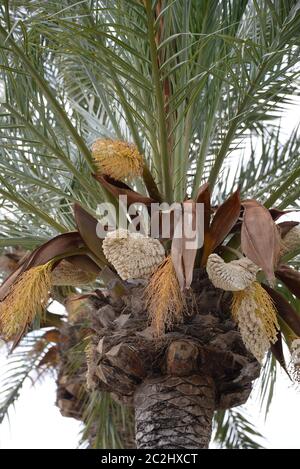 Pollination of Date Palm Stock Photo - Alamy