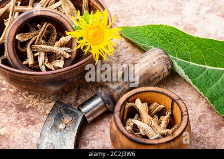 Roots of the healing plant elecampane inula Stock Photo - Alamy