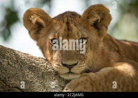 Lion cub lying on branch looking up Stock Photo - Alamy