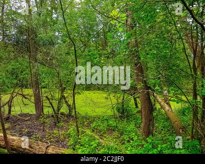 Wild part of Patis Natural Park (Parc Naturel du Patis) in Meaux ...