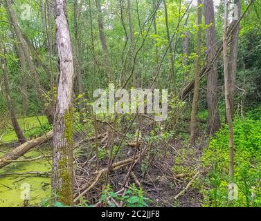 Wild part of Patis Natural Park (Parc Naturel du Patis) in Meaux ...