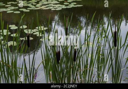Inflorescence of a bulrush (Typha Stock Photo - Alamy