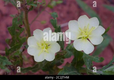 Cutleaf Evening Primrose, Oenothera laciniata Stock Photo - Alamy