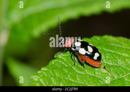 Eight-spotted flea beetle (Omophoita cyanipennis) insect on leaf nature ...