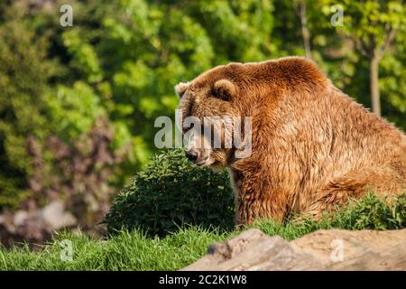 Brown bear (Ursus arctos beringianus) fishing on the Kurile Lake ...