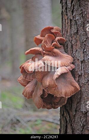 Hallimash on a tree Stock Photo - Alamy