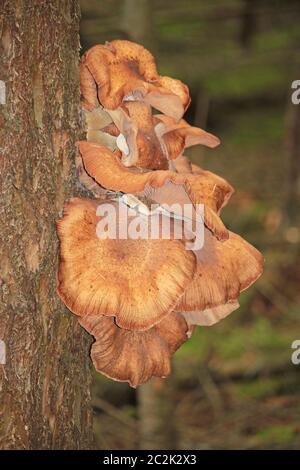 Hallimash on a tree Stock Photo - Alamy