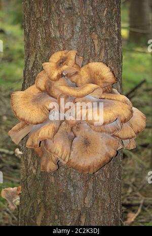 Hallimash on a tree Stock Photo - Alamy