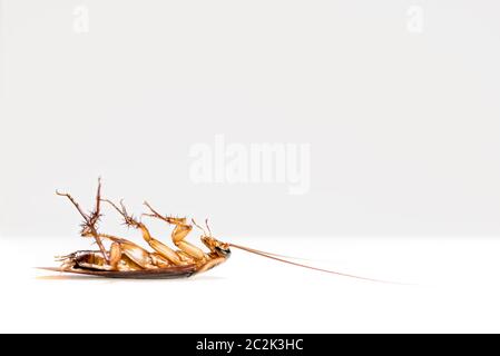 Macro close up one cockroach lay dead isolated on white background ...