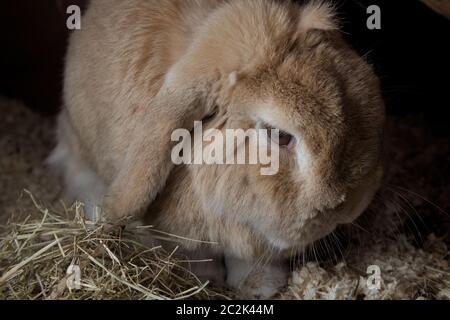 Netherlands Lop eared Dwarf Rabbit black Domestic Rabbit Stock Photo ...