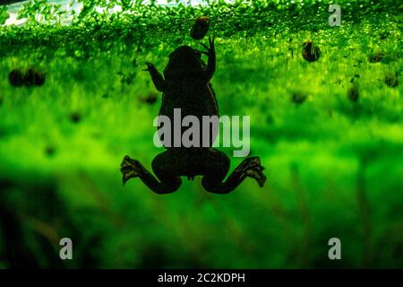 Lake Oku clawed frog Stock Photo - Alamy