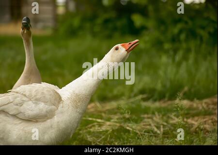 Wild duck in attack and defensive position in their natural habitat ...