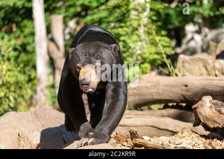 A sun bear (Helarctos malayanus) at the Jihlava Zoo, Czech Republic, on ...