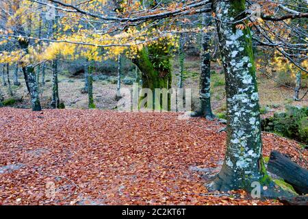 forest details of the portuguese national park Stock Photo - Alamy
