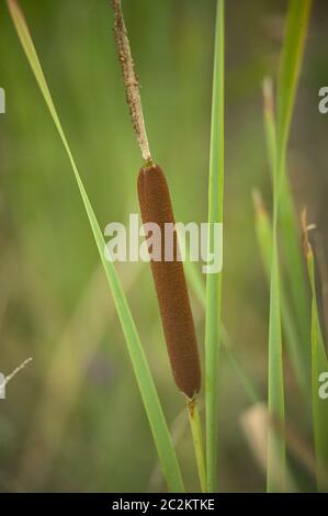 Detail of tifa plant, Typha latifolia, photographed in a pond, in ...