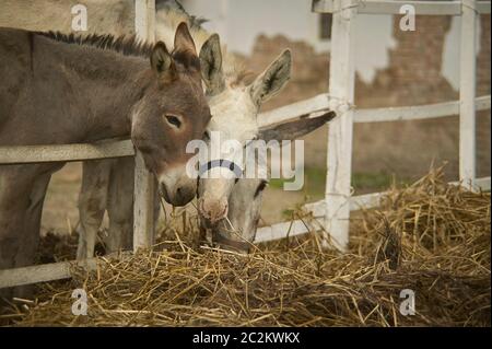 Three donkeys in an organic farmhouse intended to eat hay and straw ...