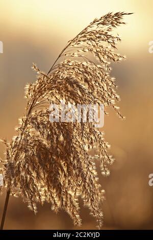 Filigree reed in the backlight of the evening sun with sun reflection ...