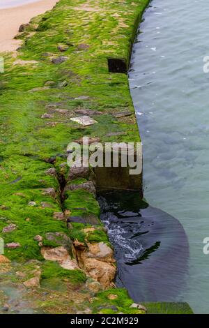 Green moss on water border in natural pool. Horisontal photo Stock ...