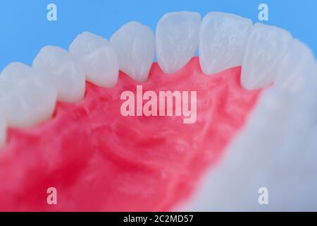 Upper human jaw with teeth anatomy model isolated on blue background ...