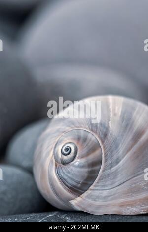 close up of sharks eye snail shell and pebble Stock Photo - Alamy