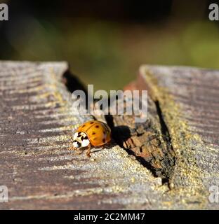 Ladybird on bench Stock Photo - Alamy