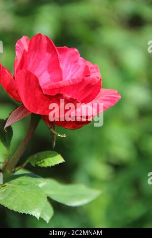 A closeup of a beautiful rose growing in a garden on a sunny day Stock ...