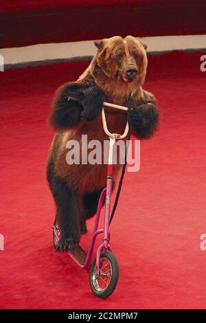Trained bear driving on bicycle on circus ring. Bear riding bicycle in ...